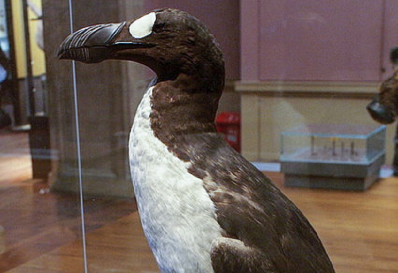 Great Auk, Penguin Asli yang Sudah Punah Sejak 1852 - Male Inspire
